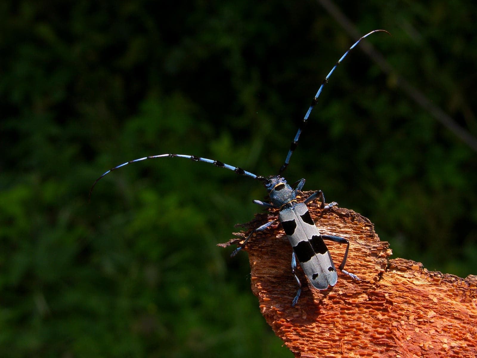 Centralparks Centralparks Danube-ipoly National Park 00566.jpg ...