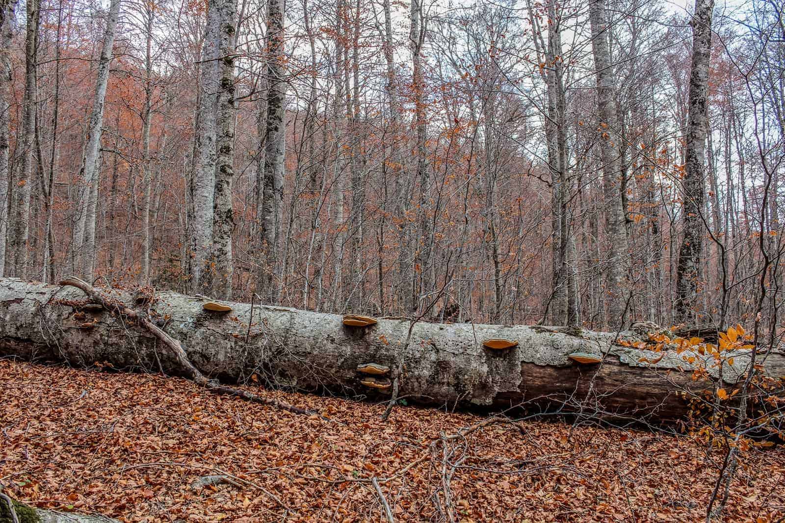 Rrajca Wilderness Albania 22843 - European Wilderness Society