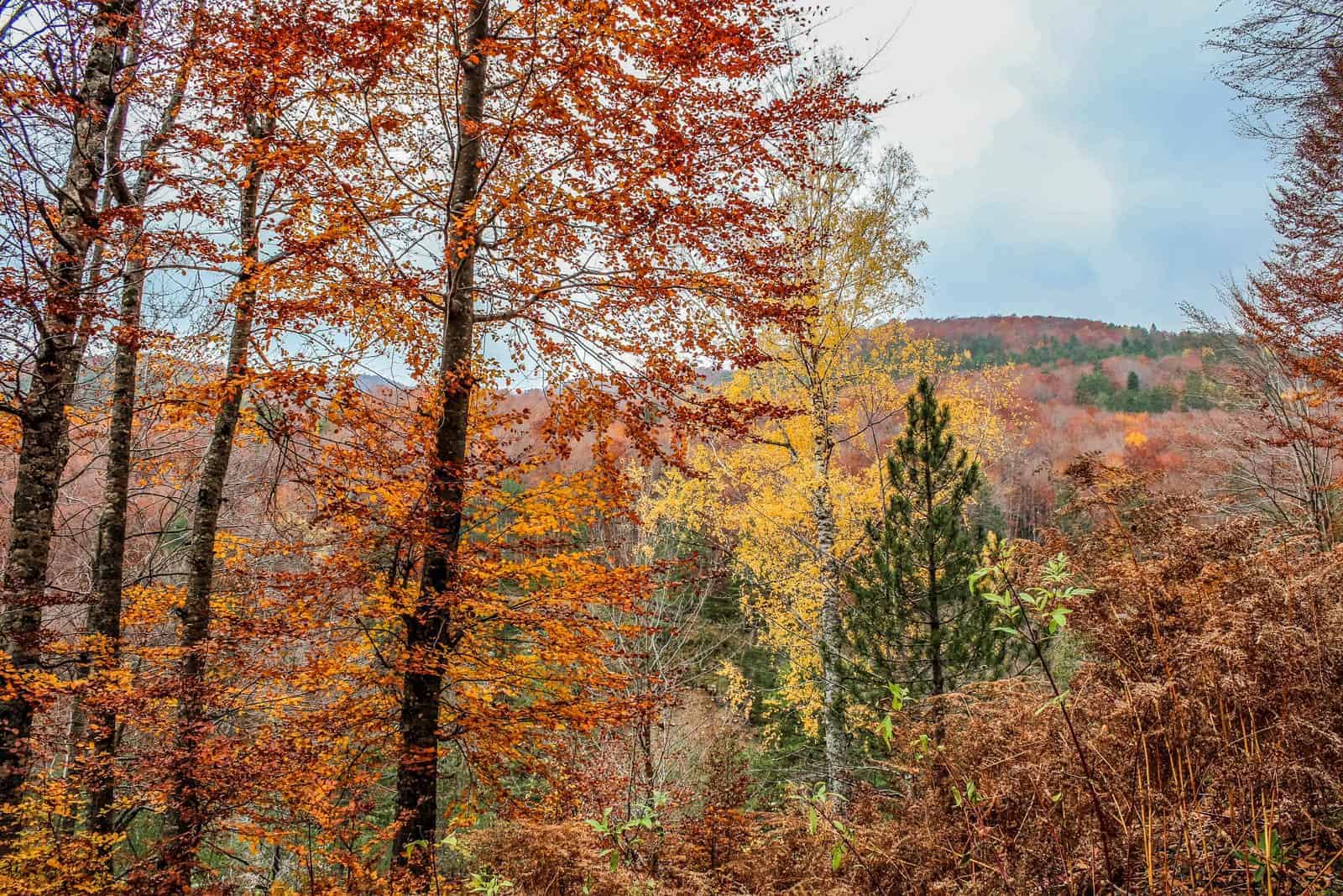 Rrajca Wilderness Albania 22844 - European Wilderness Society