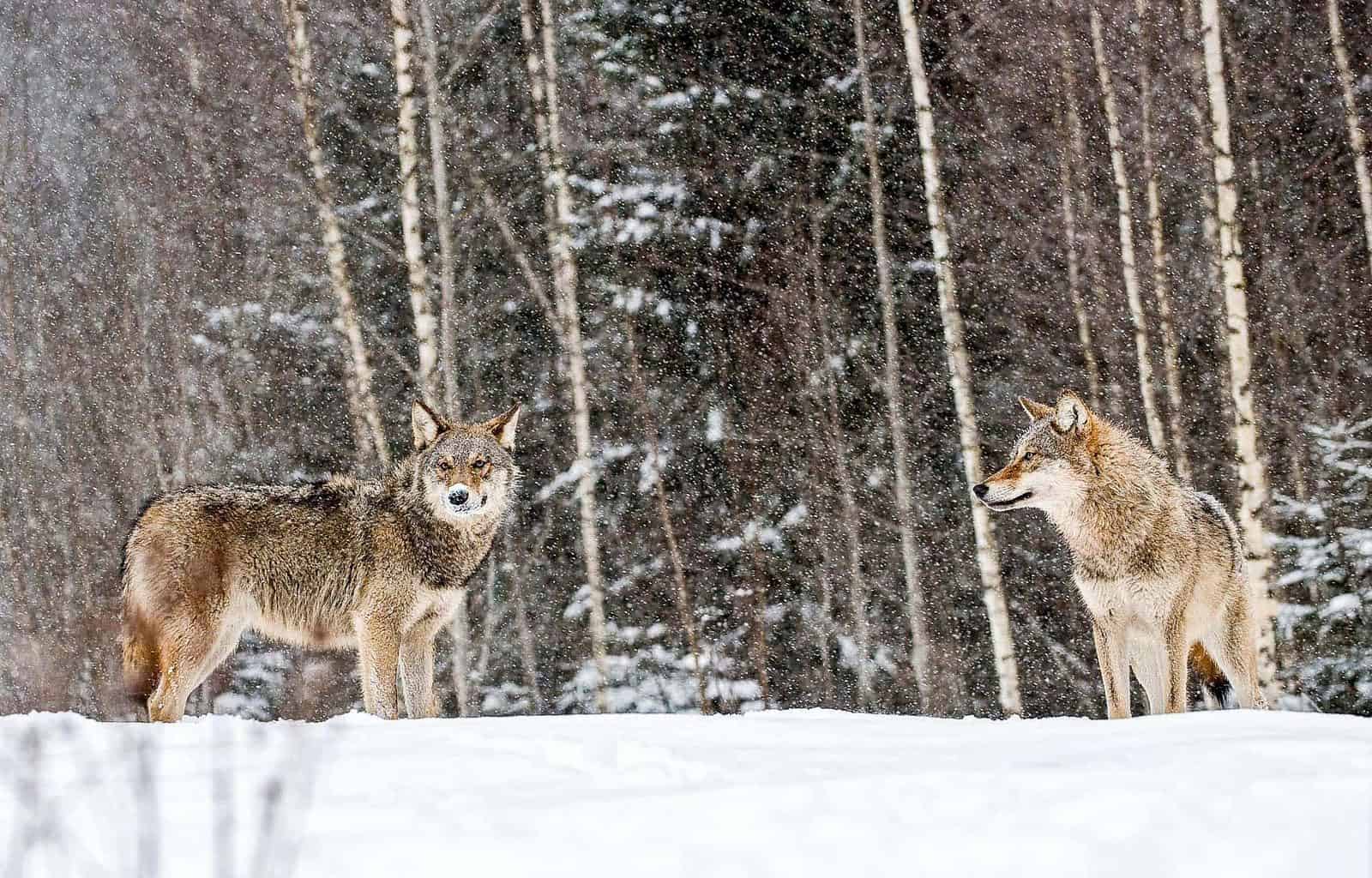 Will Finland listen to science for updating their wolf management plan?