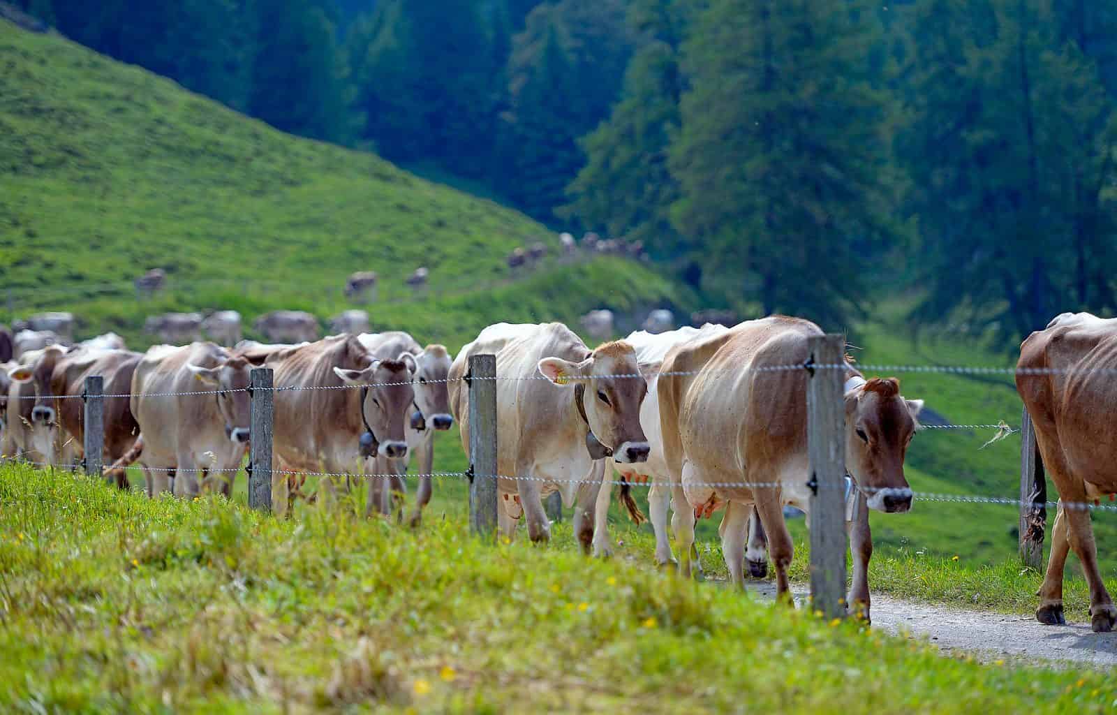 FREE: Watch the exclusive episode: Are wolves more dangerous than cows?