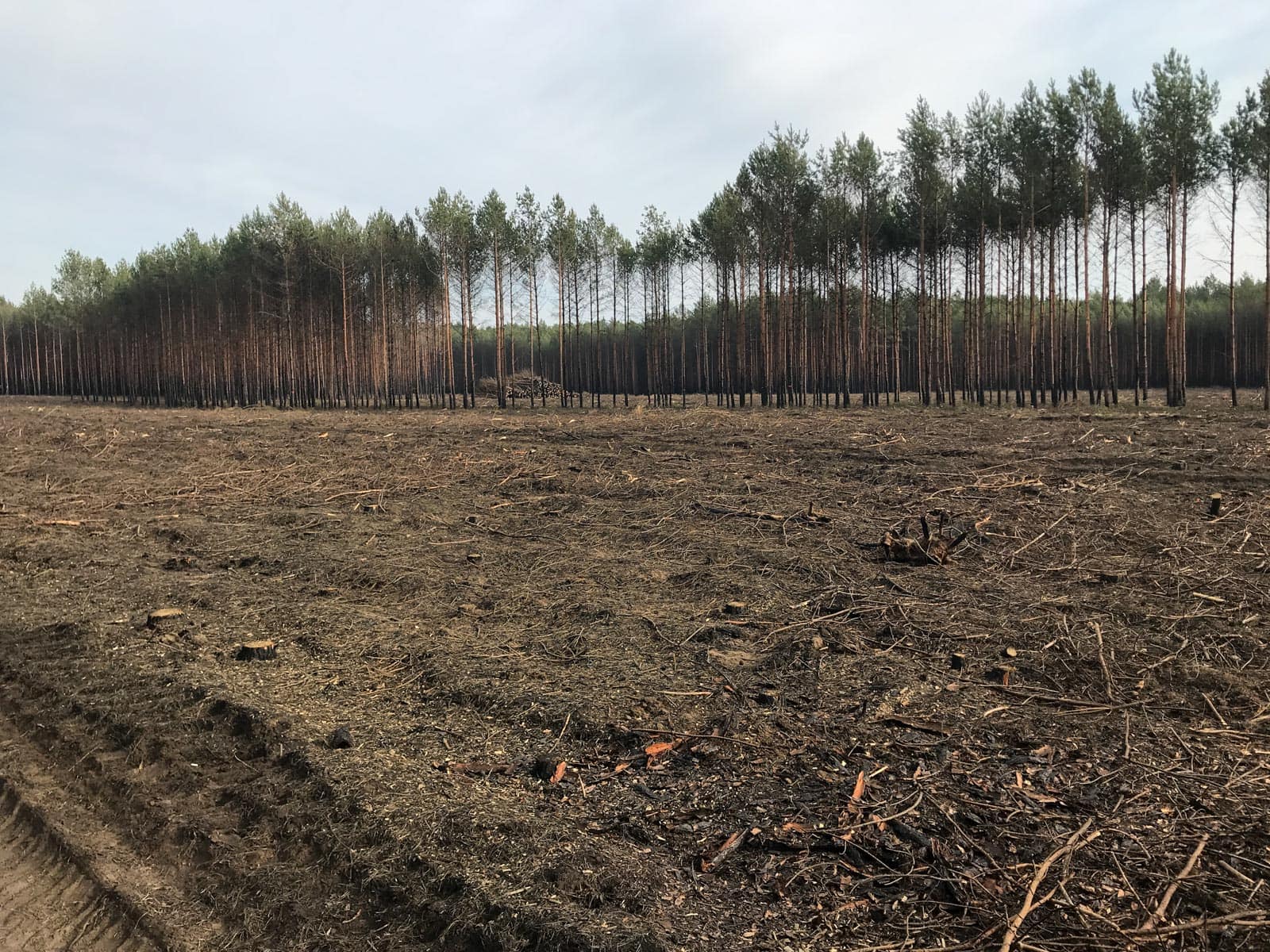Forest fire in Germany and its aftermath