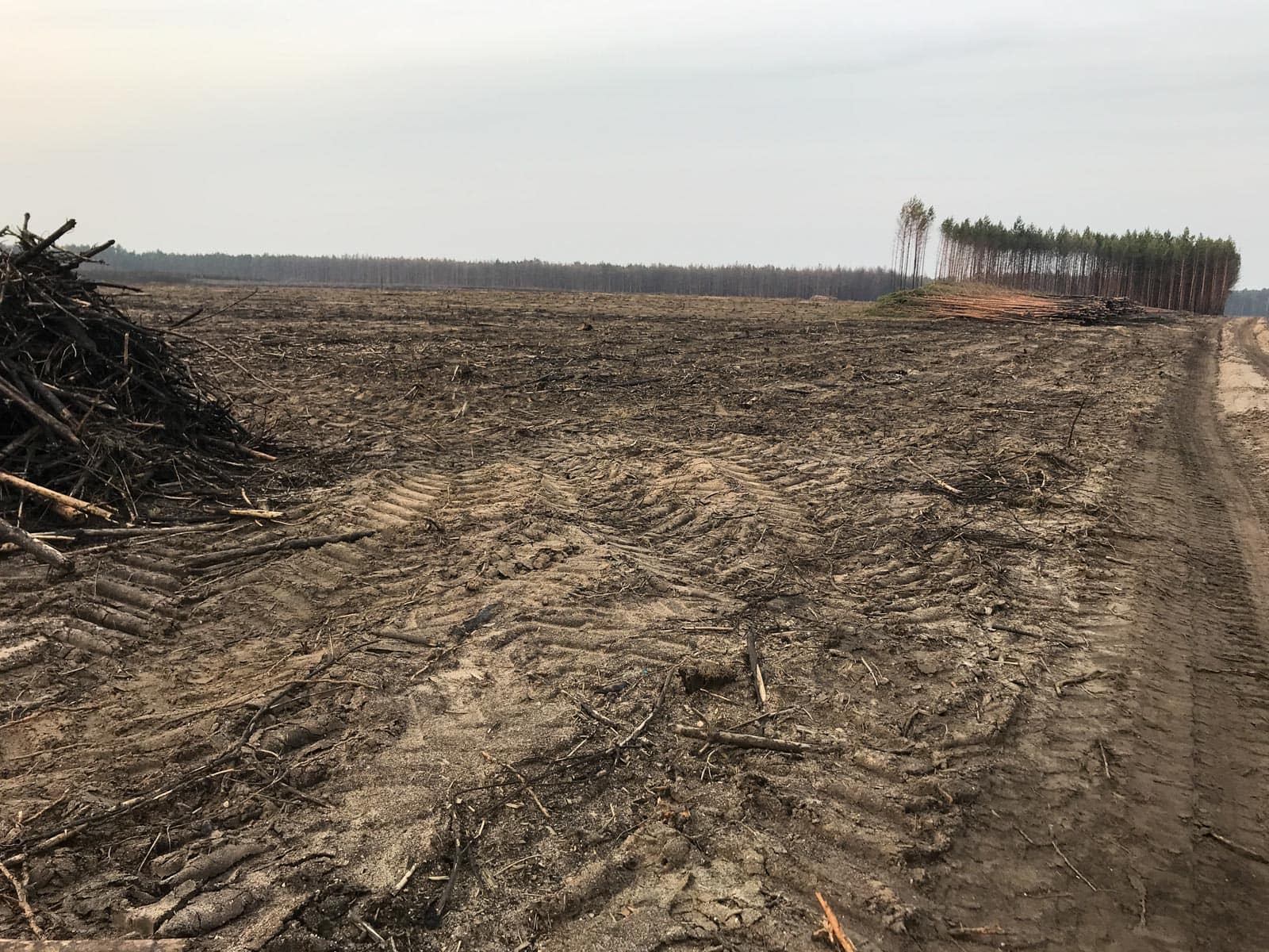 Forest fire in Germany and its aftermath