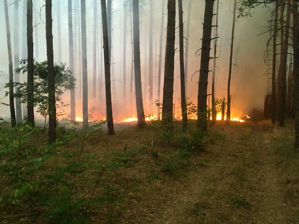 Forest fire in Germany and its aftermath