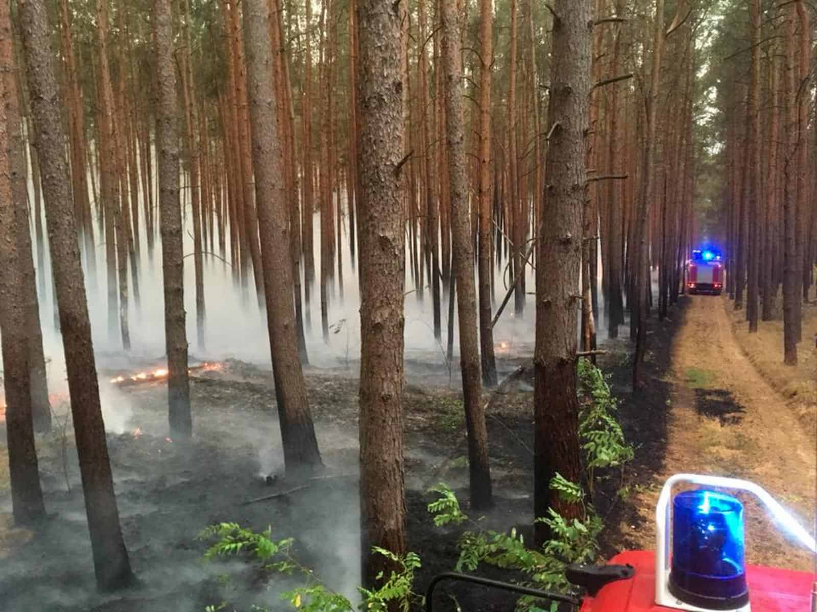 Forest fire in Germany and its aftermath