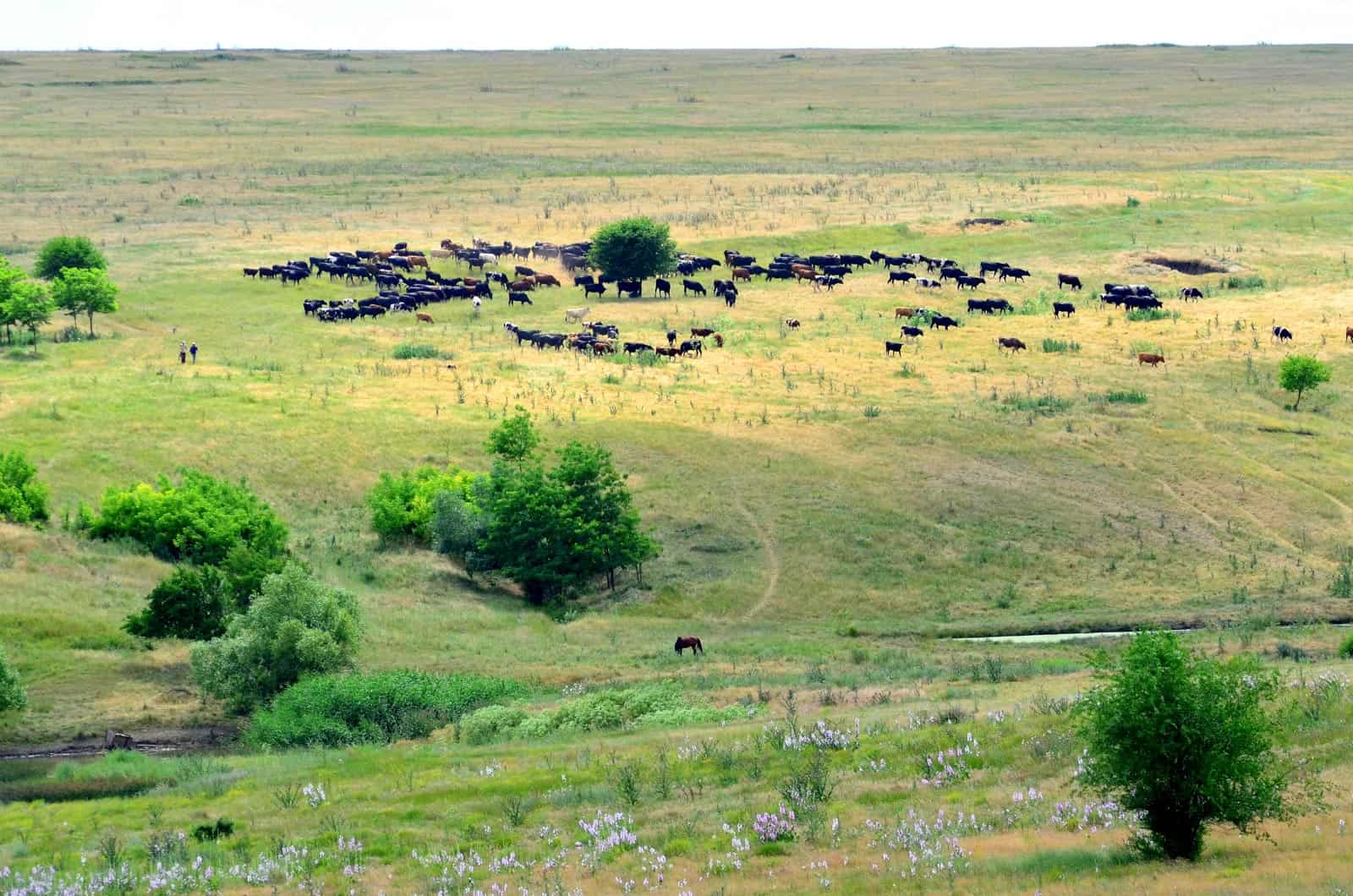 The last remaining forest steppe in Hungary receives stricter ...
