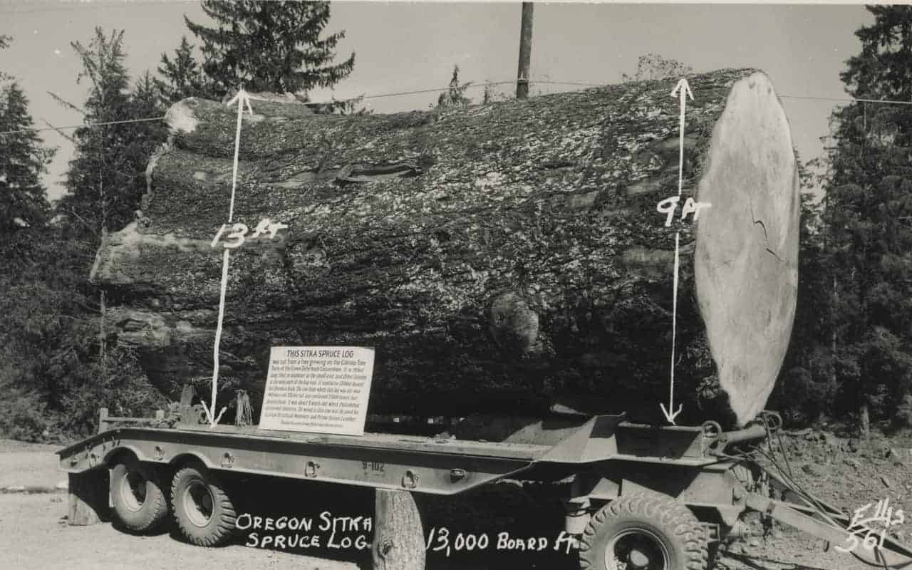 Oregon Sitka Spruce Log 9 ft - European Wilderness Society